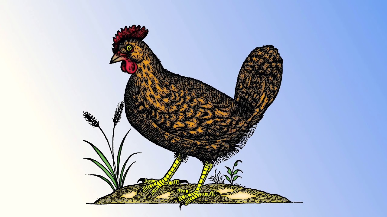 The Silly Bit Chicken (traditional Scottish nursery rhyme) - YouTube