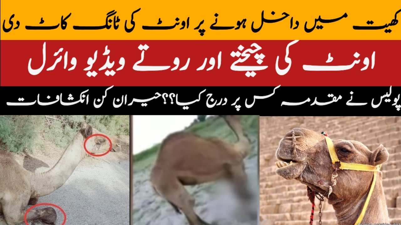 Camel ke Kheet main jany per Camel ki Tang kat di detail by Aqsa Naz ...
