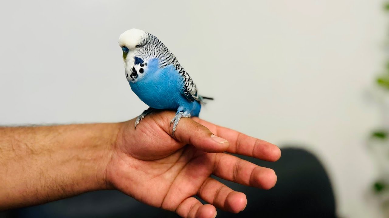 Catch a Glimpse of My Cute Budgies! 🐥 Daily Vlog with Charlie, Shadow ...