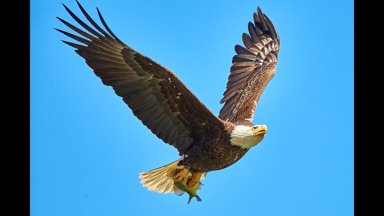 Eagle - YouTube