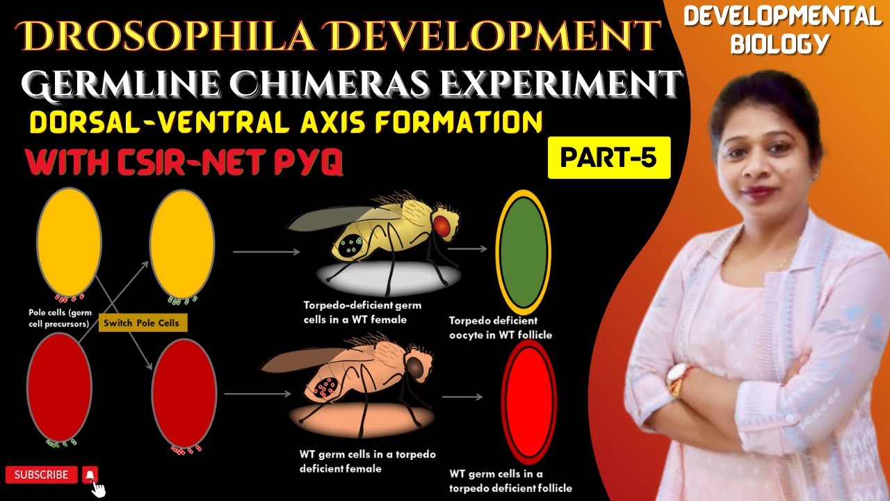 Drosophila Development-5 | Germline Chimeras Experiment | Dorsal ...