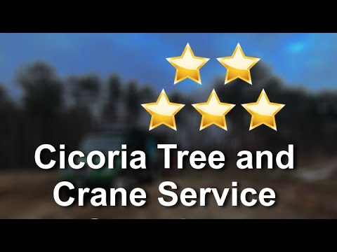 Cicoria Tree and Crane Service Groveland Reviews - Tree removal in ...