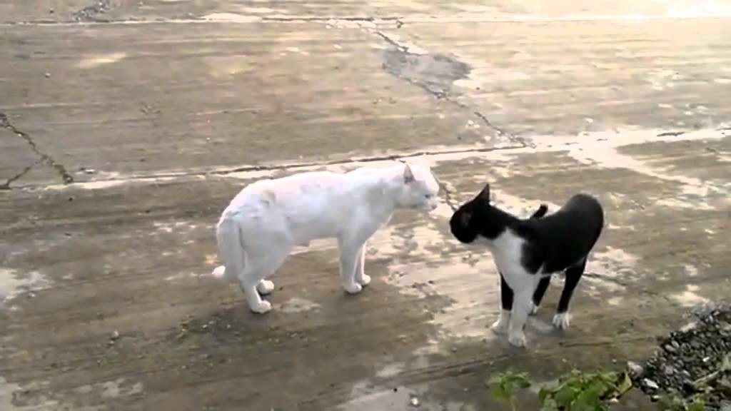 Cobra Cat stands to defend himself - YouTube