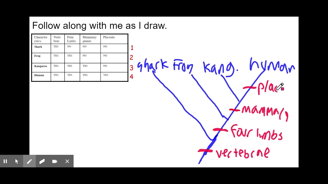 Drawing Cladograms Tutorial - YouTube