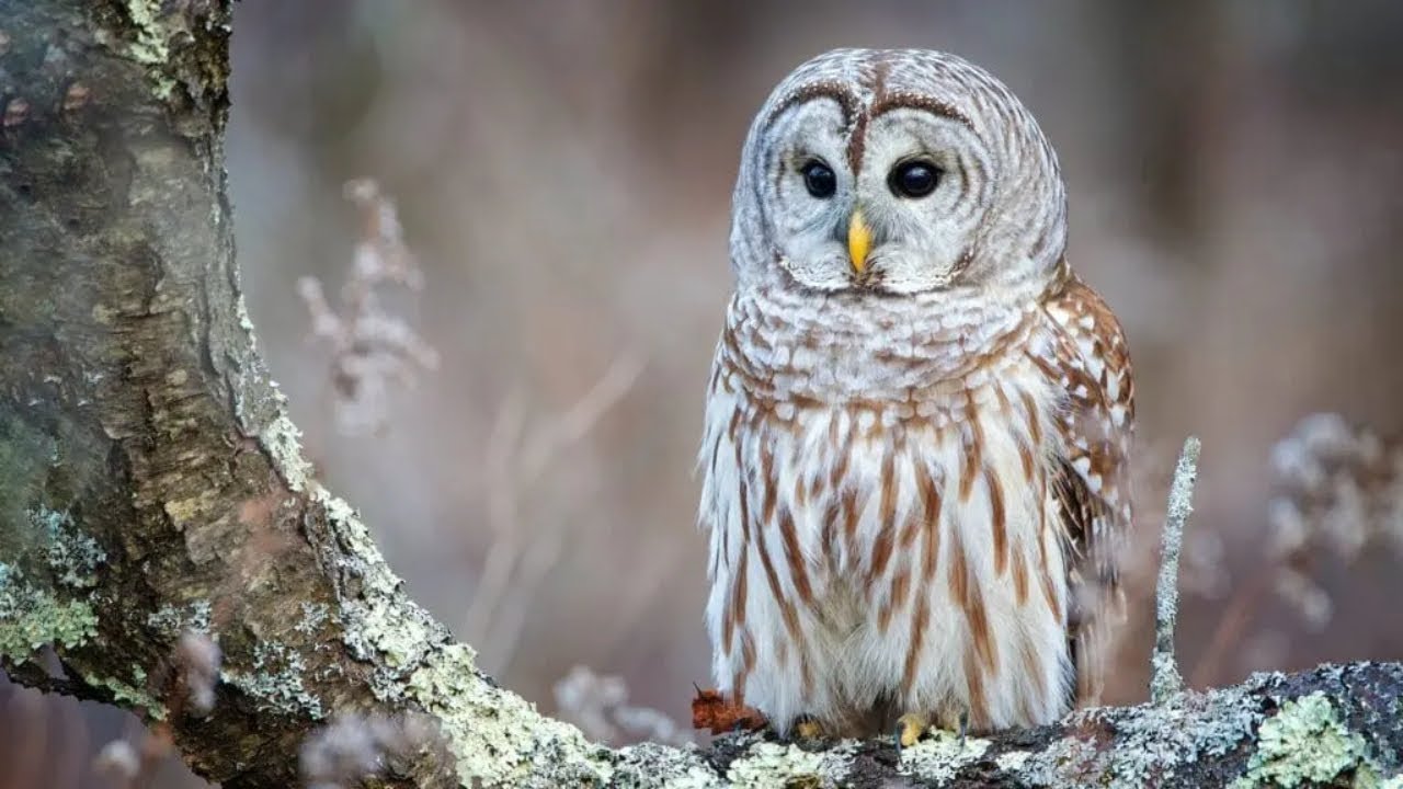 owls nat geo - owls animal planet - owls documentary - owl documentary ...