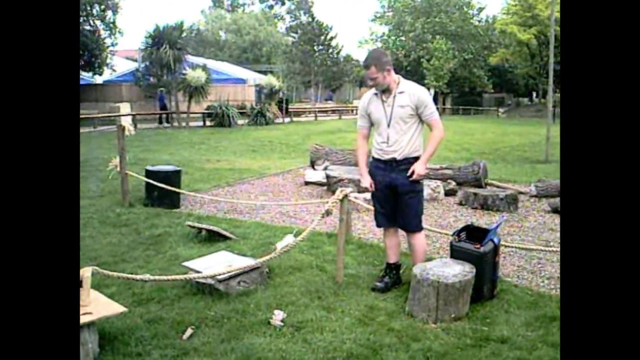 rat training - YouTube