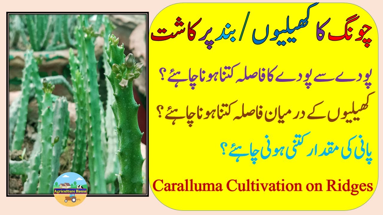 Growing Caralluma on Ridges / Chung on Ridges - YouTube