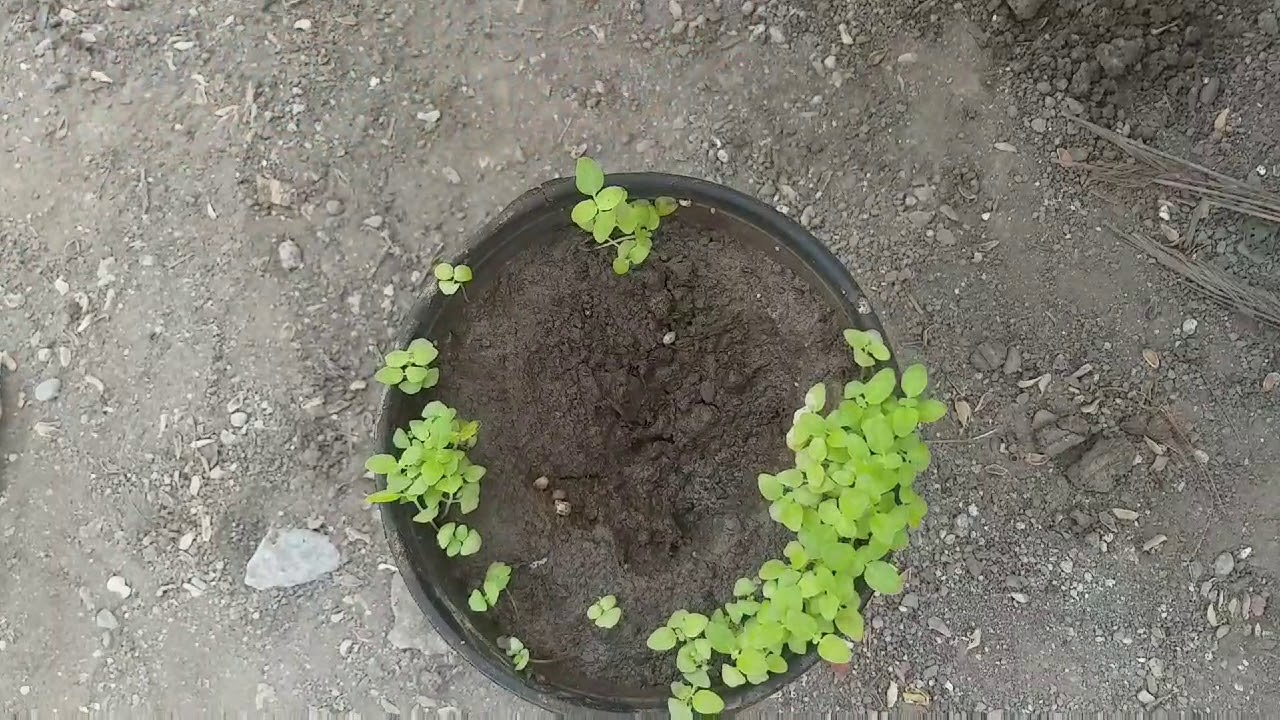 Easy method to grow tulsi plant - ( Marathi) - YouTube