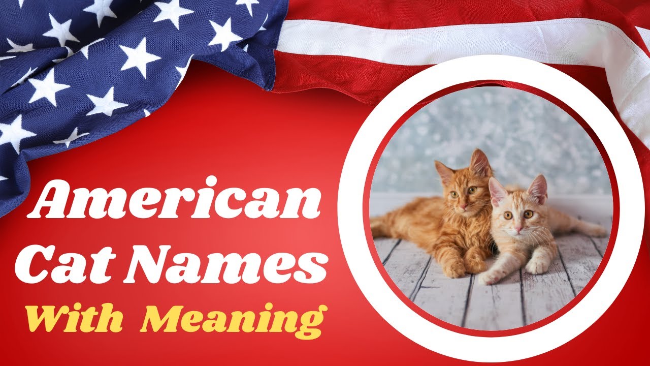 Cat Names and Kitten Names in USA- Top 30 American Cat Names With ...