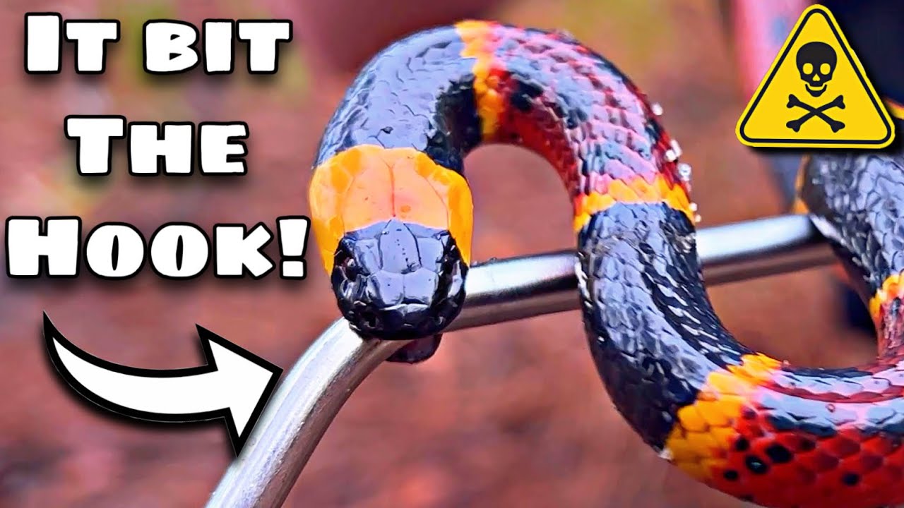 The DEADLIEST CORAL SNAKE BITE In THE US!? - YouTube