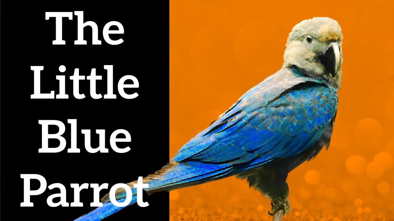 Memory of the Little Blue Macaw - YouTube