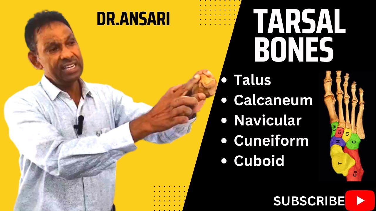 Tarsal bones | talus | calcaneum | navicular | cuneiform | cuboid ...