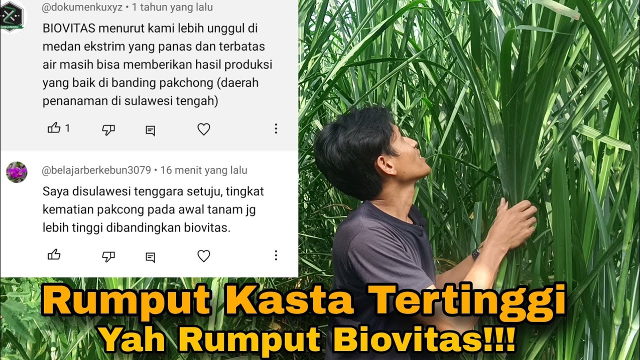 Rumput Biovitas, Memang Layak disebut Rajanya Rumput. Terbaik Saat ini ...
