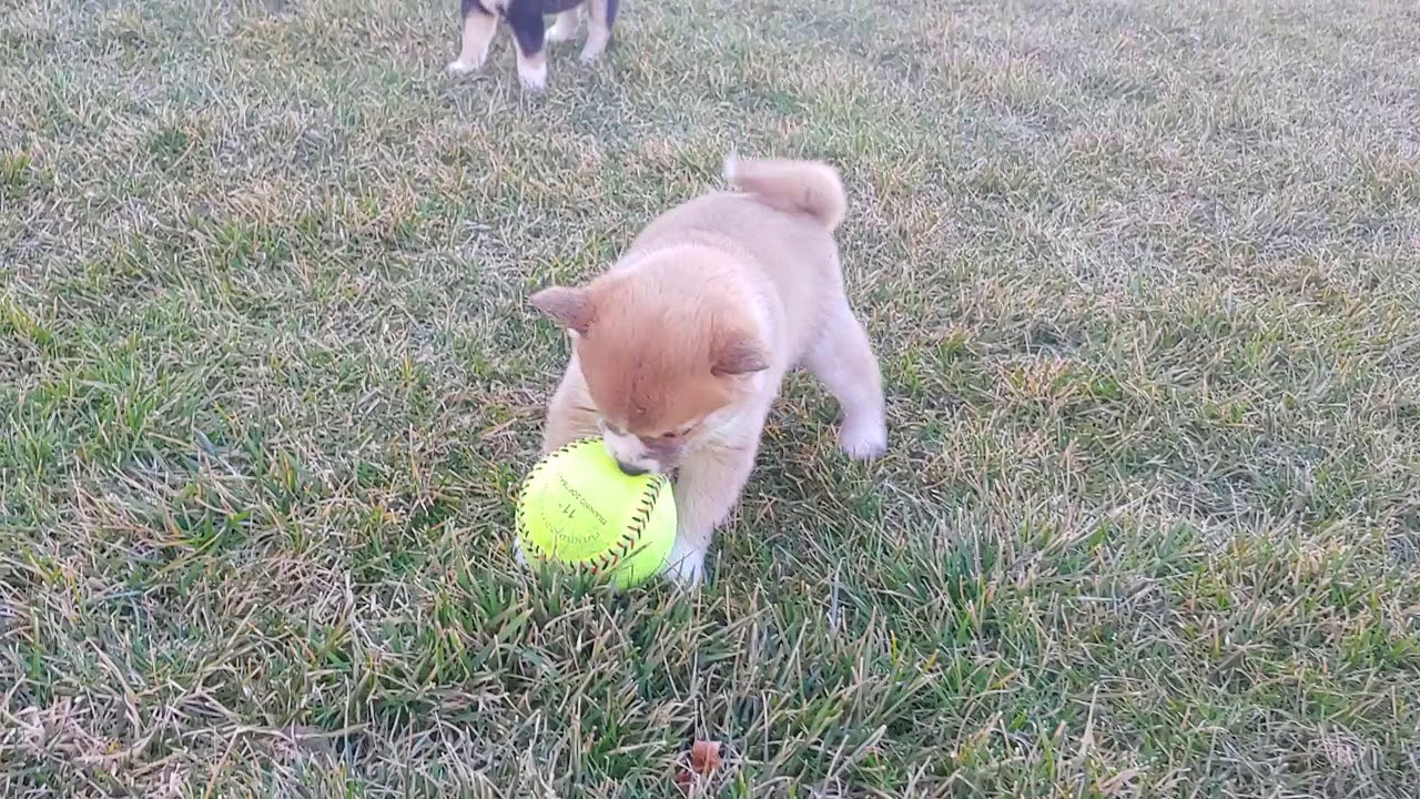 Sheba Inu puppies for sale - YouTube