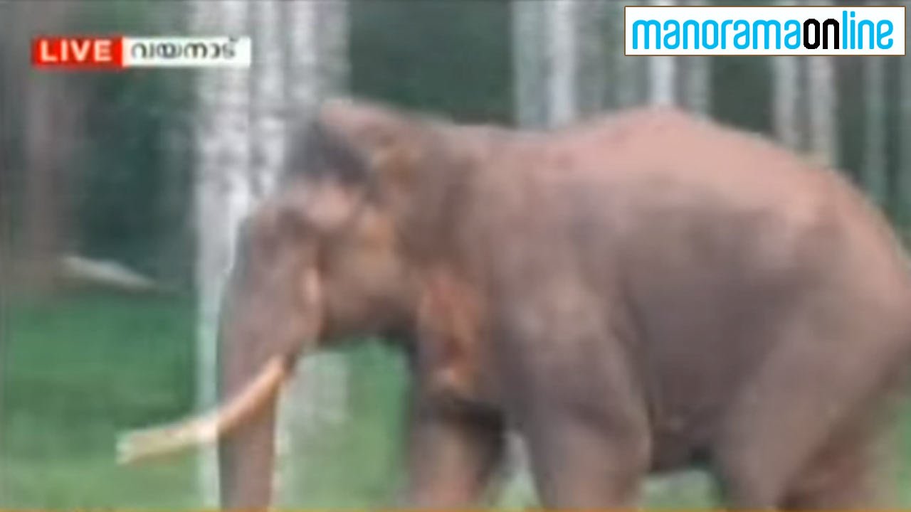 Wild Elephant Attacks in Wayanad | Life Turns Tougher for People ...