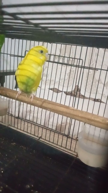 Videshi super tota#short viral parrot#₹40000 ka#super short news new ...