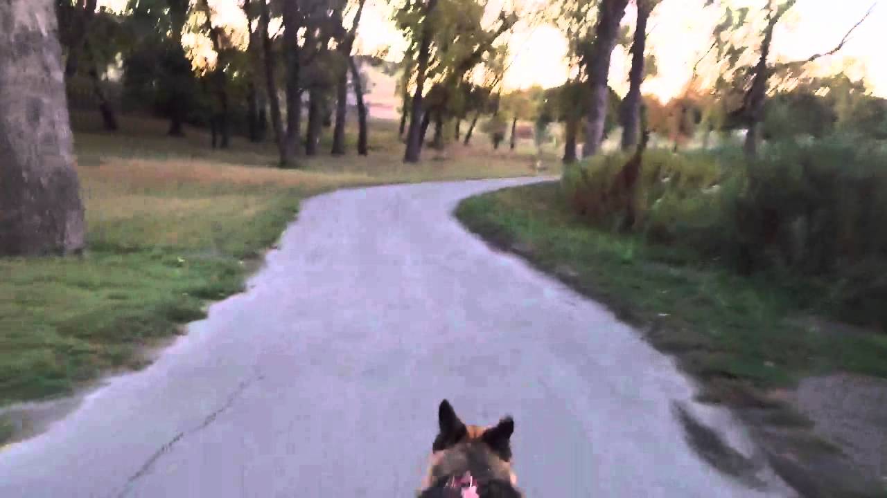 Hank the German Shepherd Rollerblading - YouTube