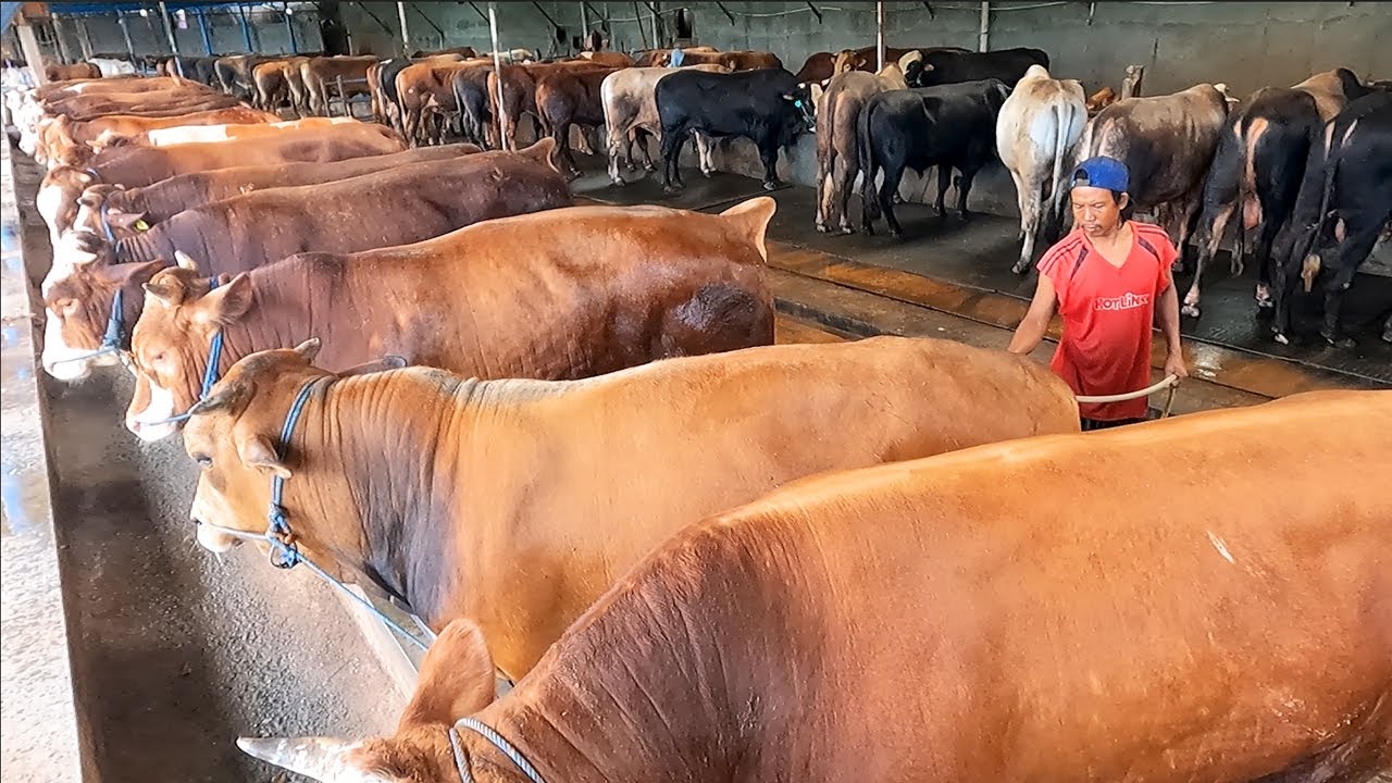 Peternakan Sapi Terbesar, Sapinya Banyak Banget - YouTube