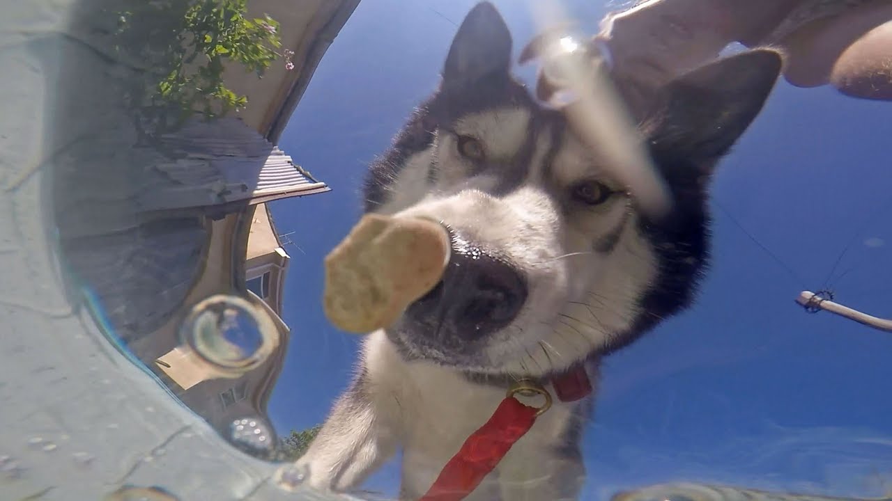 Husky Fishing For Food Underwater - YouTube