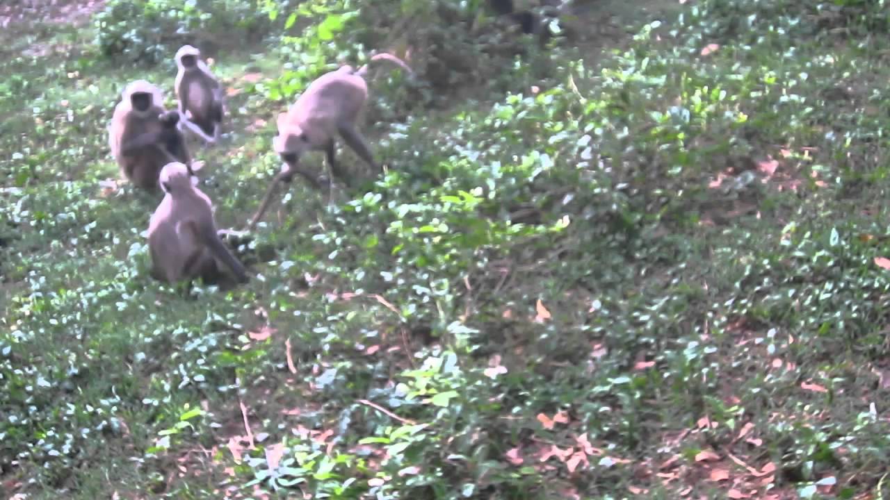 monkeys, mangoes, a close shave - YouTube