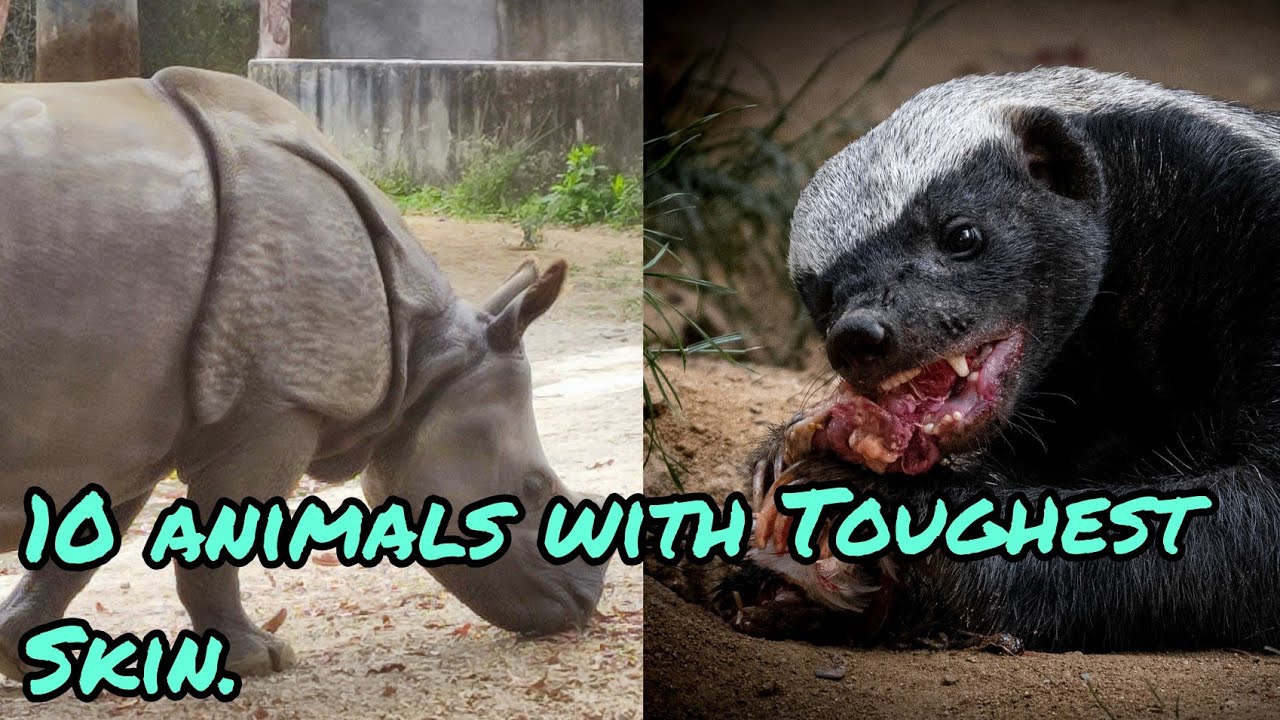 10 animals with the toughest skin. - YouTube