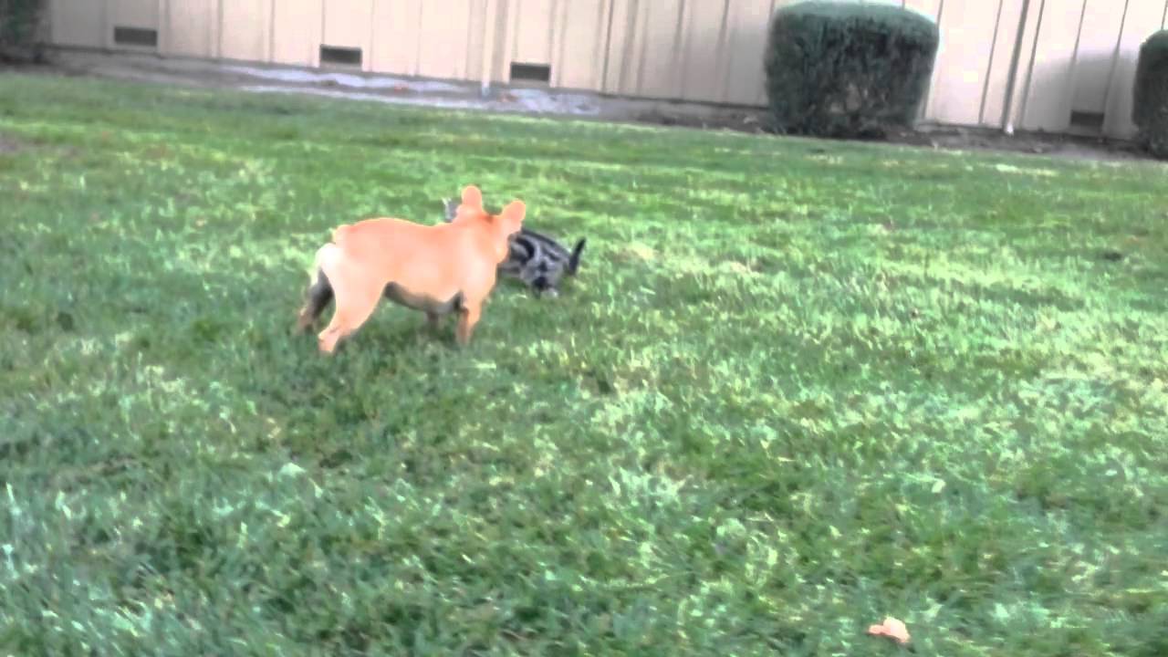 Chips the Frenchie plays chase with kitten - YouTube