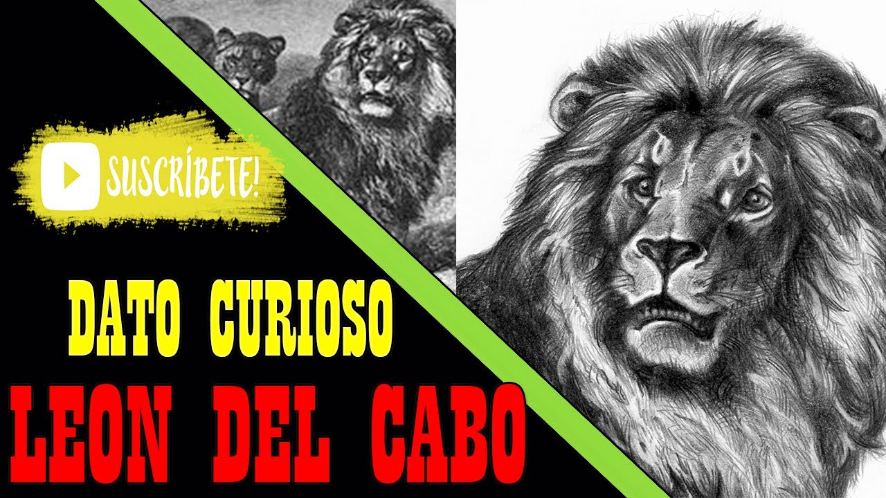 El Segundo Leon Mas Grande Del Mundo (LEON DEL CABO) #SHORTS - YouTube