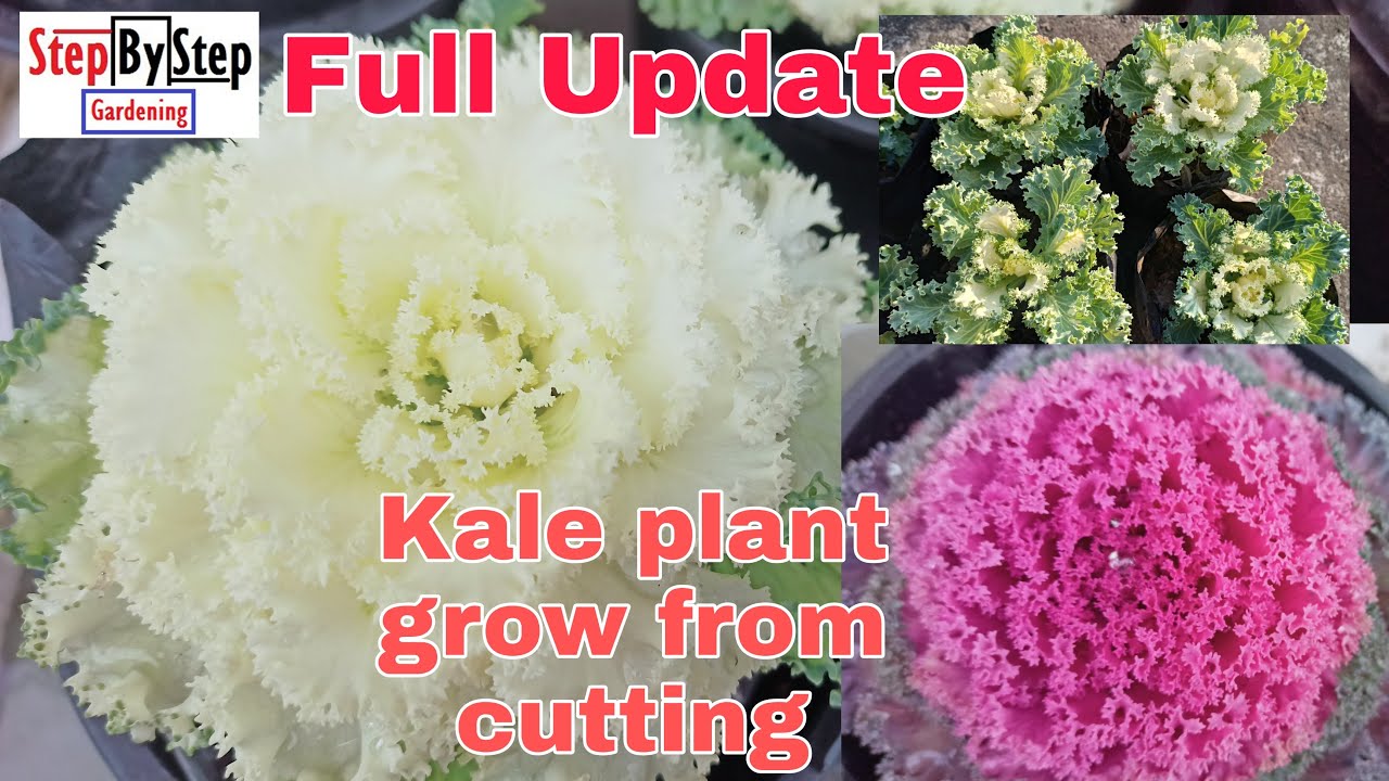 Ornamental Kale plant grow from stem cutting// kale plant propagation ...