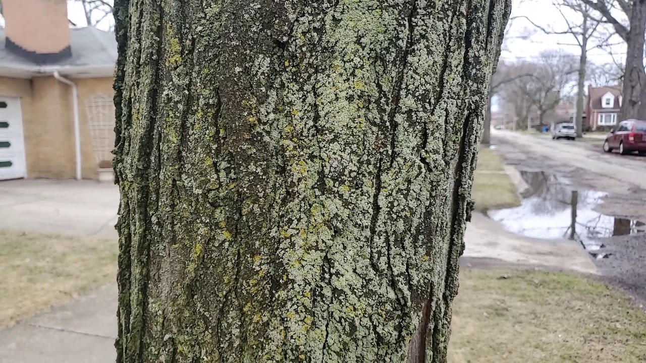 Green mildew on tree bark - YouTube