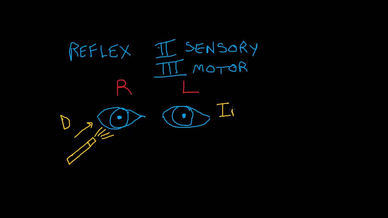 Cranial Nerve Testing: Direct and Indirect Light Reflexes - YouTube