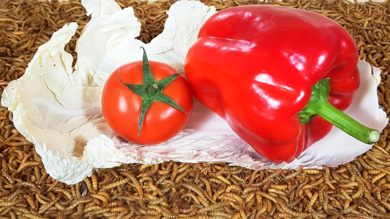 Worms eating VEGETABLE. TIMELAPSE Video 6 DAYS. Lettuce,Tomato and ...