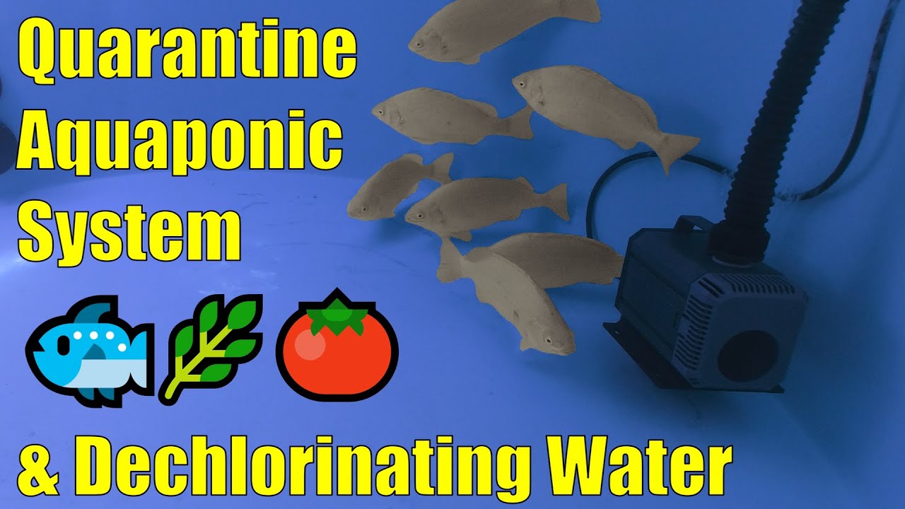 Aquaponics Quarantine System for New Fish & Dechlorinating Water with ...