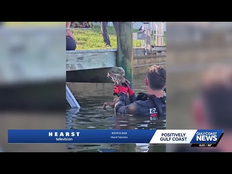 Cape Coral firefighters respond to call for dog in canal, end up rescuing coyote pup