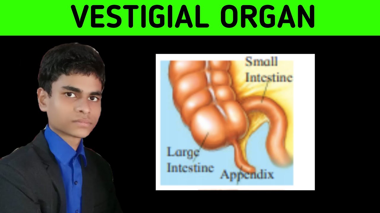 What is meant by vestigial organs ? Concept explained with proper ...