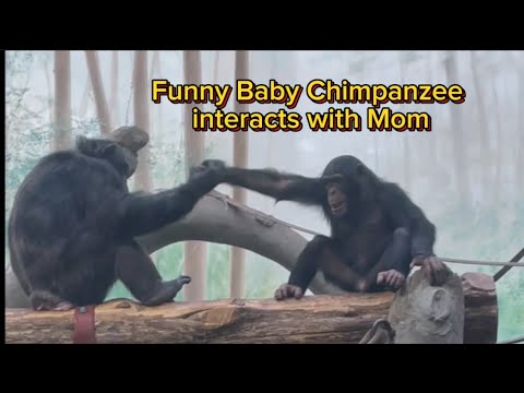 Funny Baby Chimpanzee Interacts with Mom - YouTube