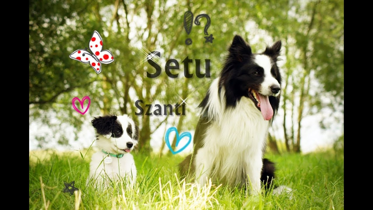 Setu & Szanti (6 years old & 5 months) dogs - YouTube