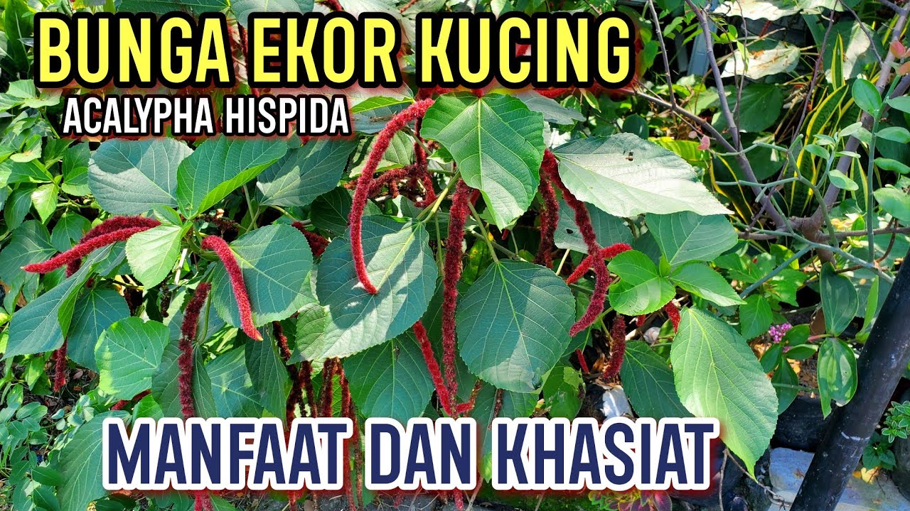 MANFAAT BUNGA EKOR KUCING UNTUK KESEHATAN | Acalypha hispida # ...