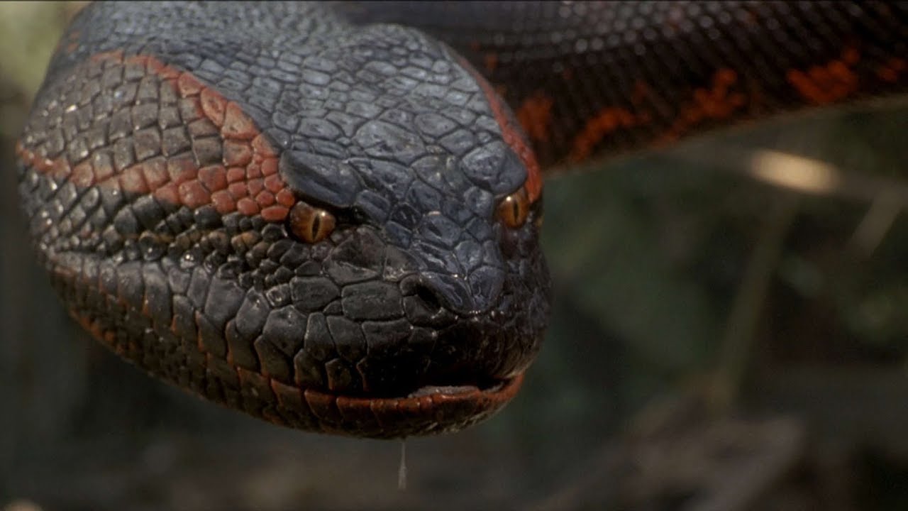 Anaconda: Anaconda at the Waterfall 1997 FULL HD - YouTube
