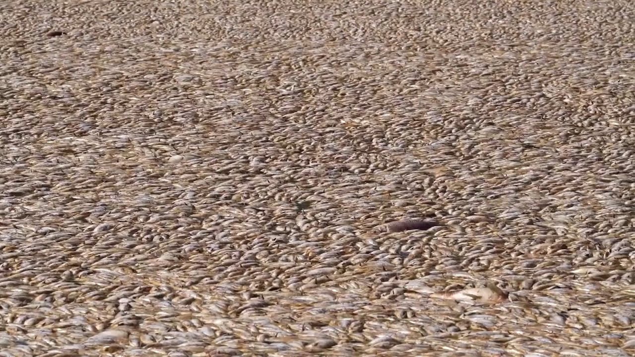 Why Are There Millions of Dead Fish in Australia? - YouTube