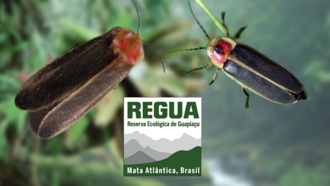 Firefly Mimicry: Flannel moth edition / Endobrachys revocans ...