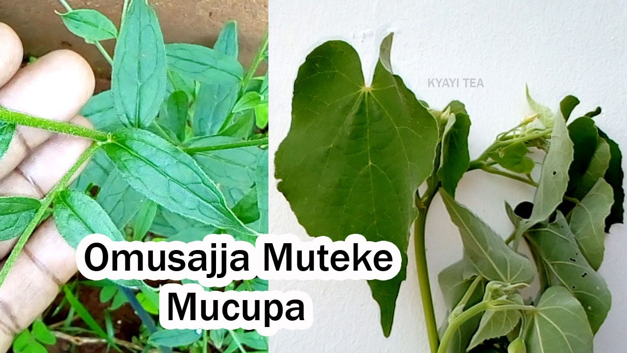 Kyusa Omutima Gwaba Wo Akwagale Kozesa Ekifuula na Kaba Mutima Akaba ...