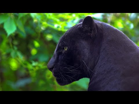 The Real Black Panther Documentary | Wild Planet