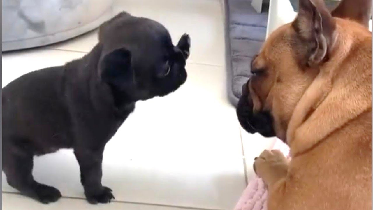 The Tiny Frenchie Is Ferocious and Super Cute - YouTube