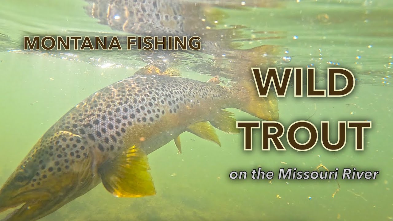 Wild Missouri River Trout Fishing in Wolf Creek, Montana // Catch and ...