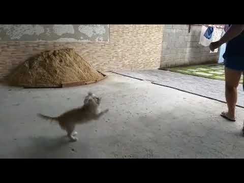 Duda minha cachorra neurológica. microcefalia. VIDA DE CACHORRO - YouTube