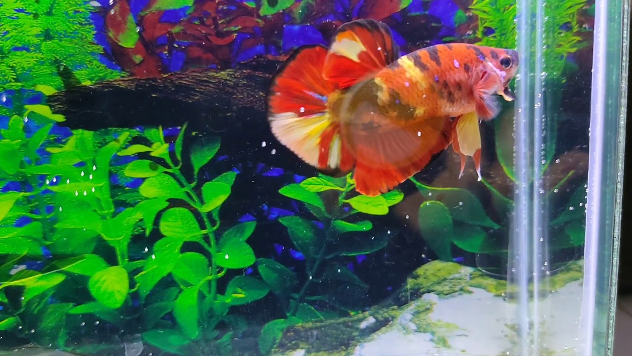 Ikan cupang nemo - YouTube