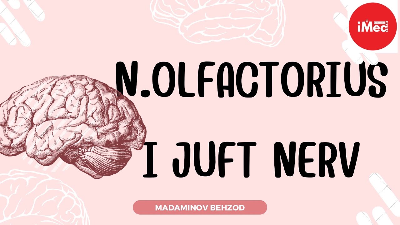N.Olfactorius (I juft nerv) | nevrologiya kursi | #imed #imedteam - YouTube