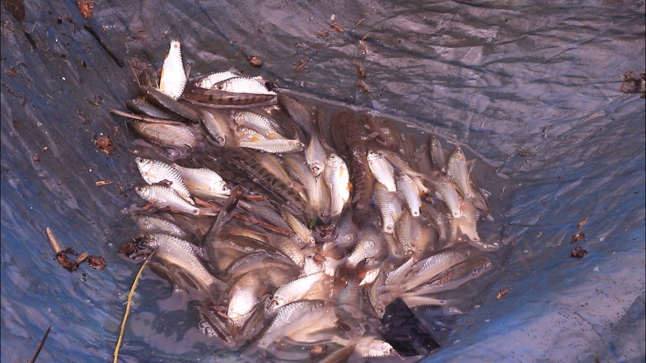 village fishing fresh poti fish traditional fishing - YouTube