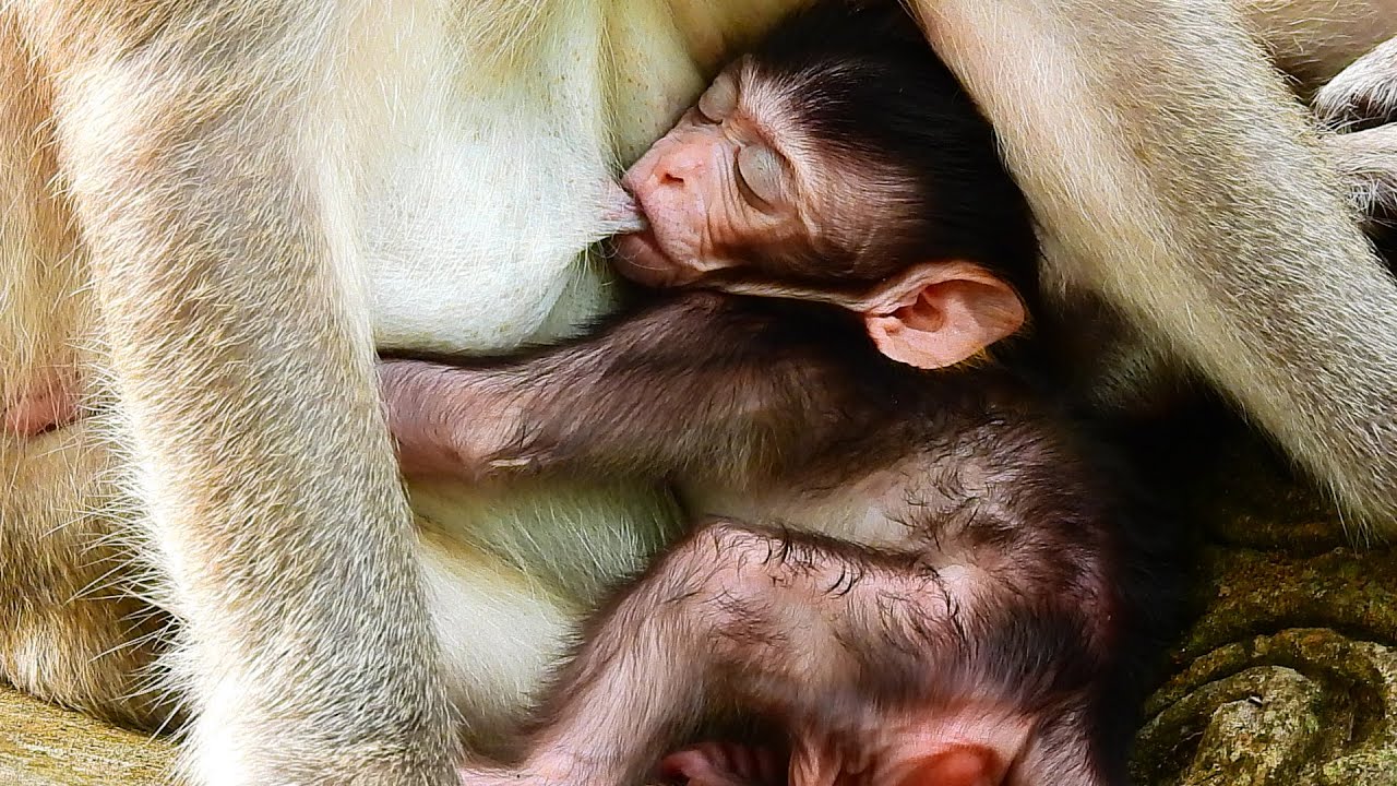 SO ADORABLE LITTLE BABY VENUS SLEEPW EEL DRINK YUMMY MILK. - YouTube
