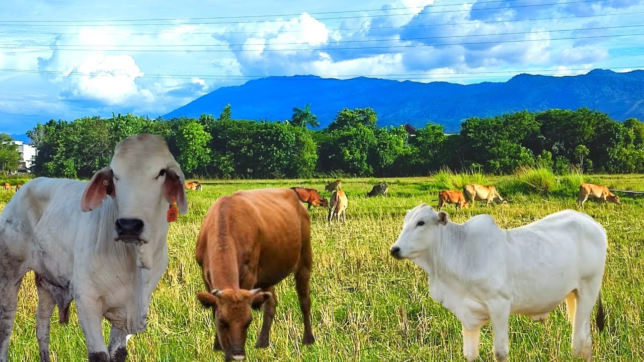 Kumpulan sapi liar di padang rumput yang hijau - YouTube